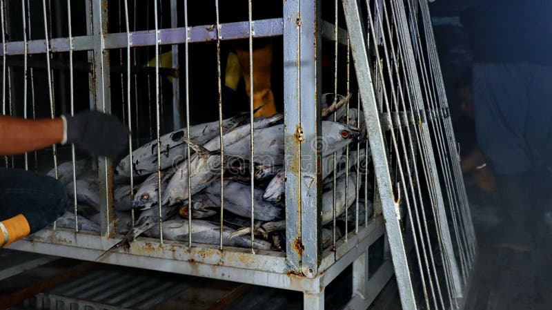 Cold Storage, Grocery Warehouse for Storing Fish, Products Stock Photo ...