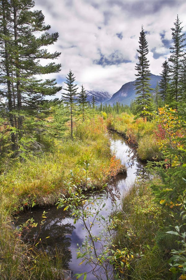 Cold Stream among Multi-coloured Grasses Stock Photo - Image of ...