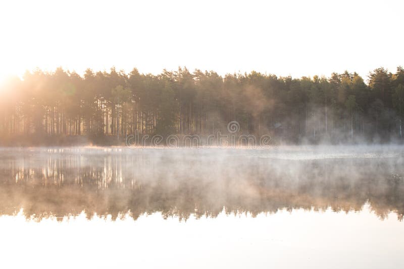 Cold Summer Morning in the Forest with Lake, Forest Reflection and Mist ...