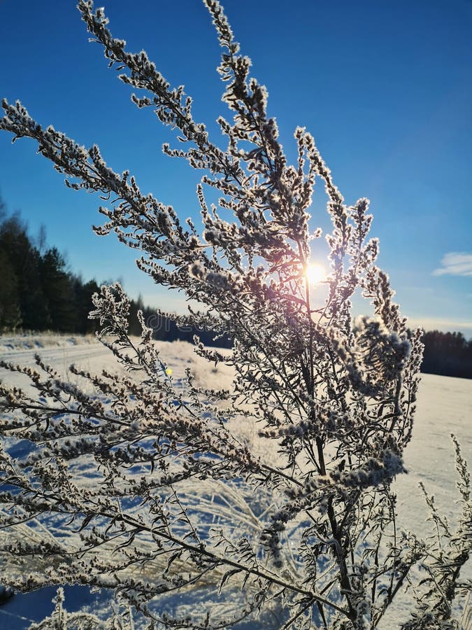 Cold,but sunny winter stock image. Image of leaf, frost - 251275641