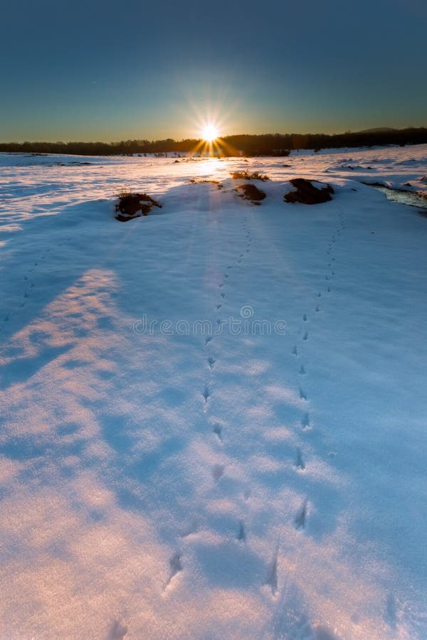 Cold Sunrise stock photo. Image of print, frozen, sunrise - 67119980