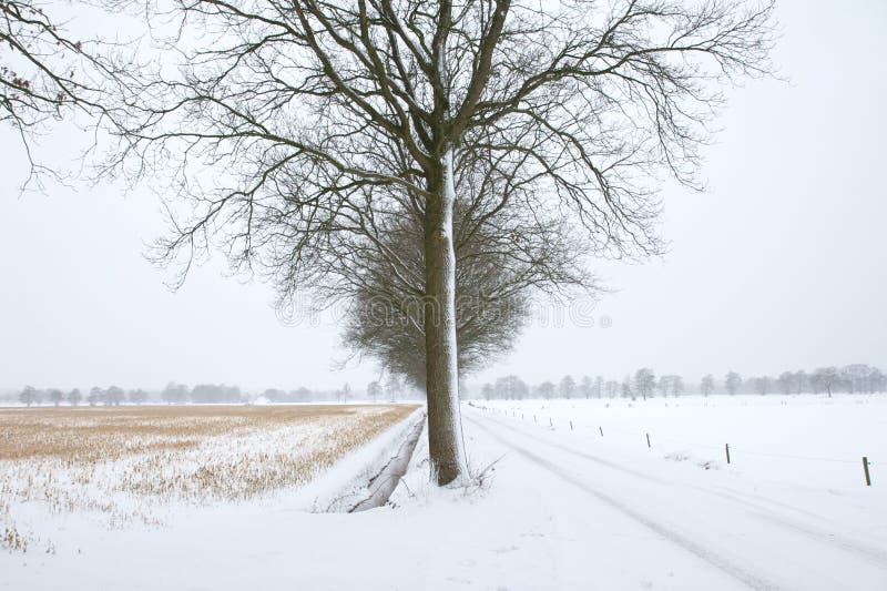 Cold tree stock image. Image of tree, field, snowstorm - 12499931