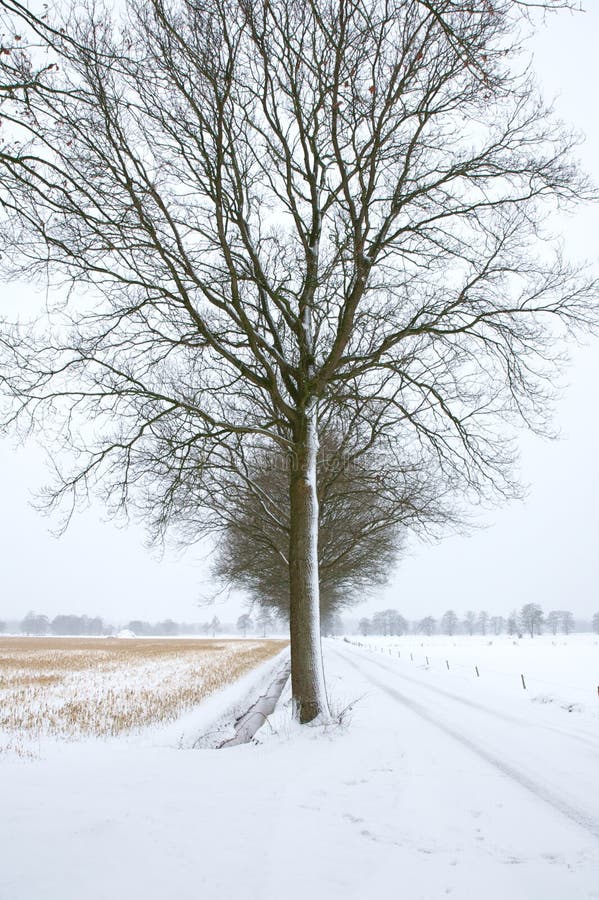 Cold tree stock image. Image of tree, frozen, landscape - 12499987