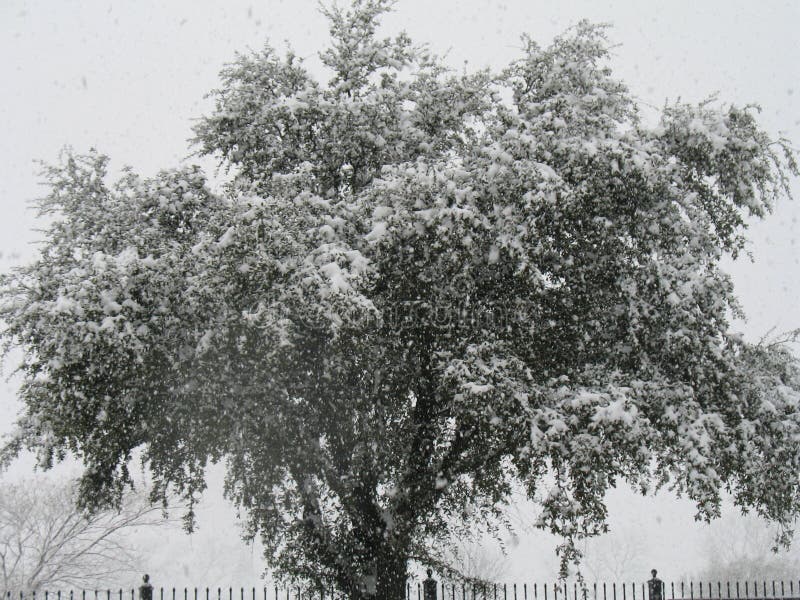 Cold Tree stock image. Image of tree, white, texas, whiteout - 108494475