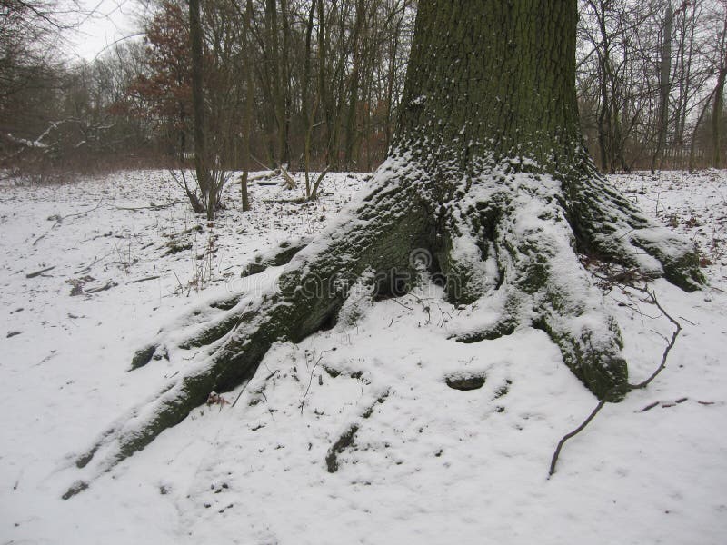 Cold Tree Roots stock photo. Image of woodland, tree - 111116146