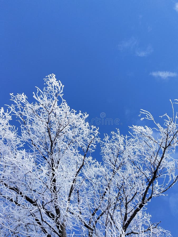 Cold tree and sky stock photo. Image of blue, tree, winter - 210409526
