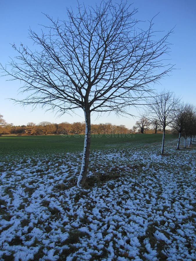 Cold Tree stock image. Image of winter, snow, tree, cold - 106736235