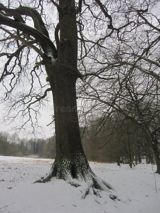 Cold Tree stock photo. Image of snow, winter, tree, cold - 111126462