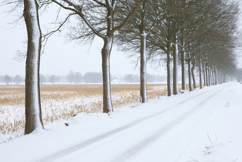 Cold trees stock photo. Image of covering, tree, december - 12499970