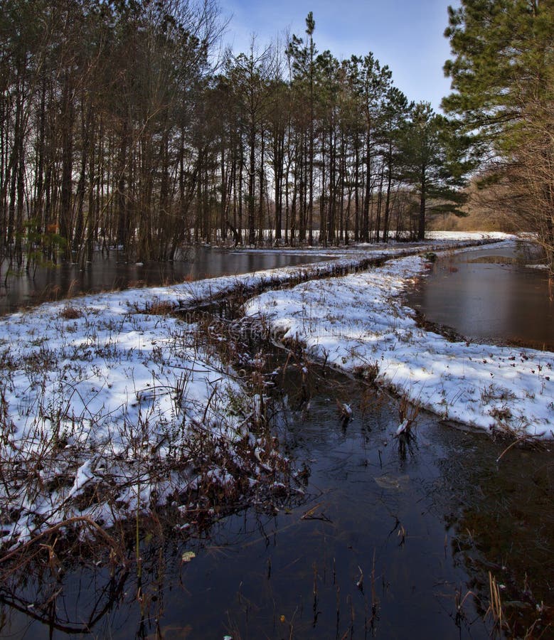 Cold trees stock image. Image of yellow, water, leaves - 50895145