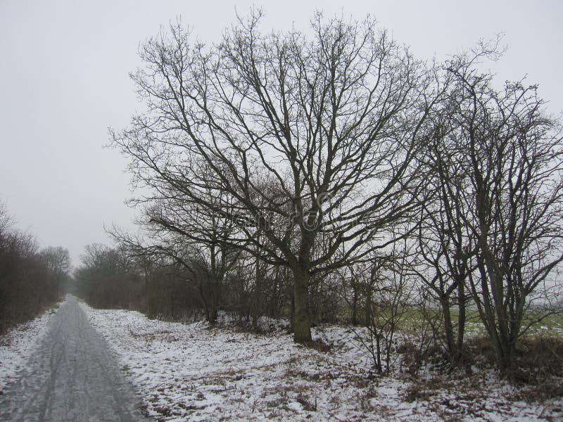 Cold Trees stock image. Image of winter, snow, cold - 111272445