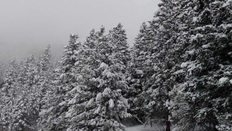 Cold treetops brrr stock image. Image of treetops, cold - 169091959