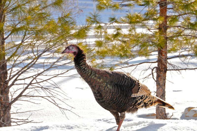 Cold turkey. stock image. Image of sunny, large, pretty - 42345973