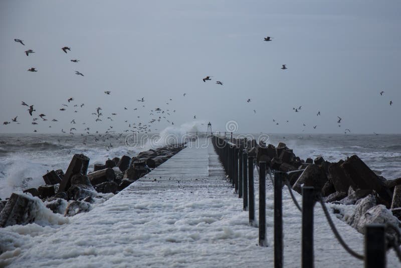 Cold Waiwes, Sea Foam and Berds at Thisted, Denmark Stock Image - Image ...
