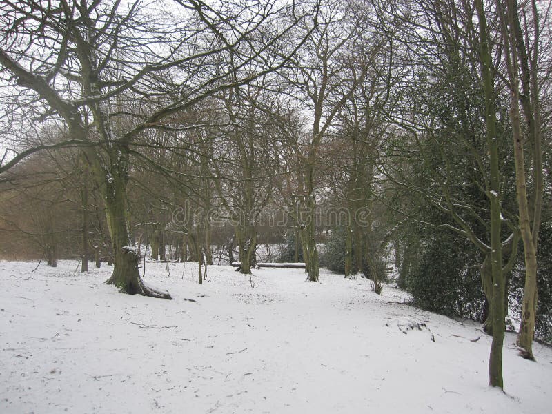 A Cold Walk stock image. Image of winter, forest, snow - 111126585