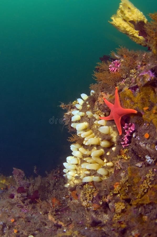 Cold Water Reef stock photo. Image of undersea, puget - 9145048