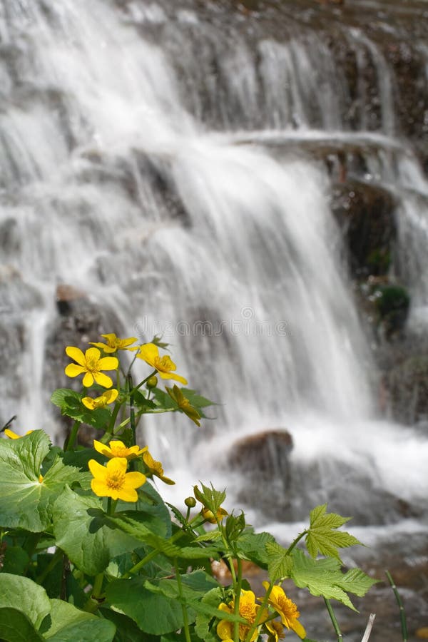 Cold Waterfalls in Summer Forest Stock Photo - Image of space, pond ...
