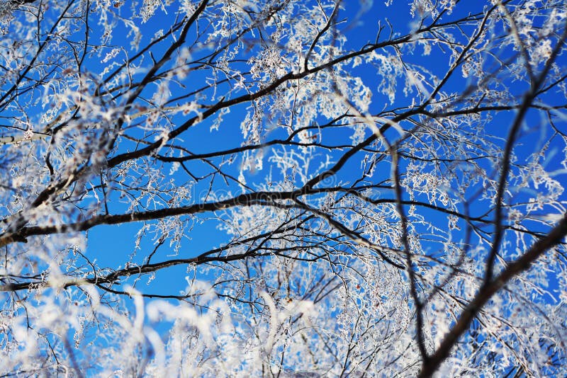 Cold weather stock image. Image of frozen, christmas - 12774075