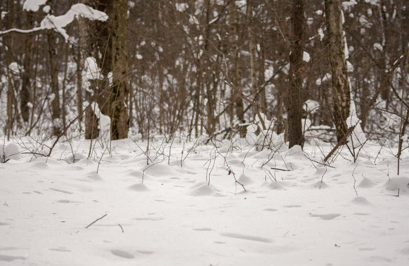 Cold Weather in Forest in Winter Stock Image - Image of cold, light ...