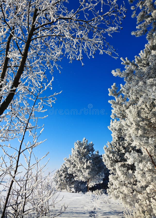 Cold weather stock image. Image of cold, white, frost - 61858277