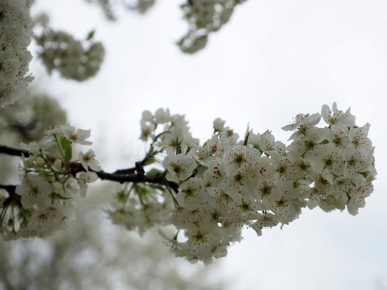 The Tree is Blooming on a Cold Spring Day. Stock Image - Image of white ...