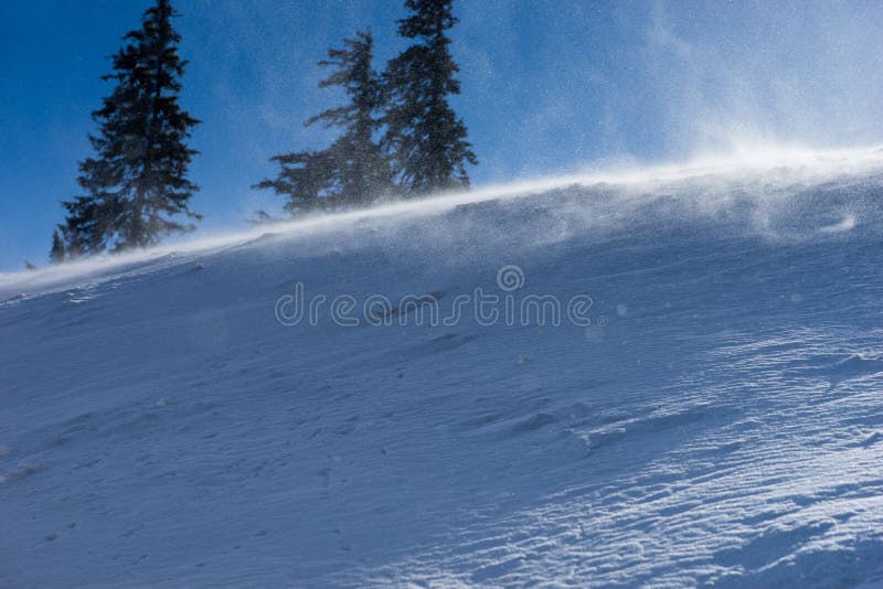 Wind Blowing Snow Near Wooden Cottages between Snow-covered Fir-trees ...