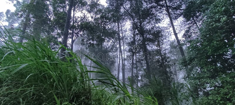 Cold Wind and Deep Forest Tree Stock Image - Image of forest, deep ...