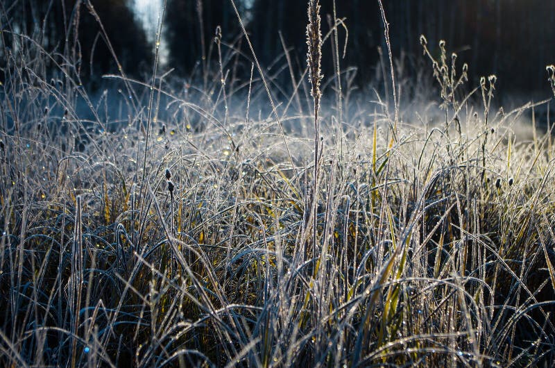 Cold wind stock image. Image of winter, wind, cold, forest - 144384251