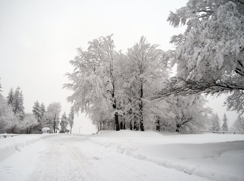 Cold winter stock photo. Image of trees, road, lane, cold - 11117770