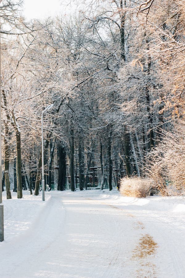 Cold Winter in Beautiful Snow Forest. Stock Photo - Image of season ...