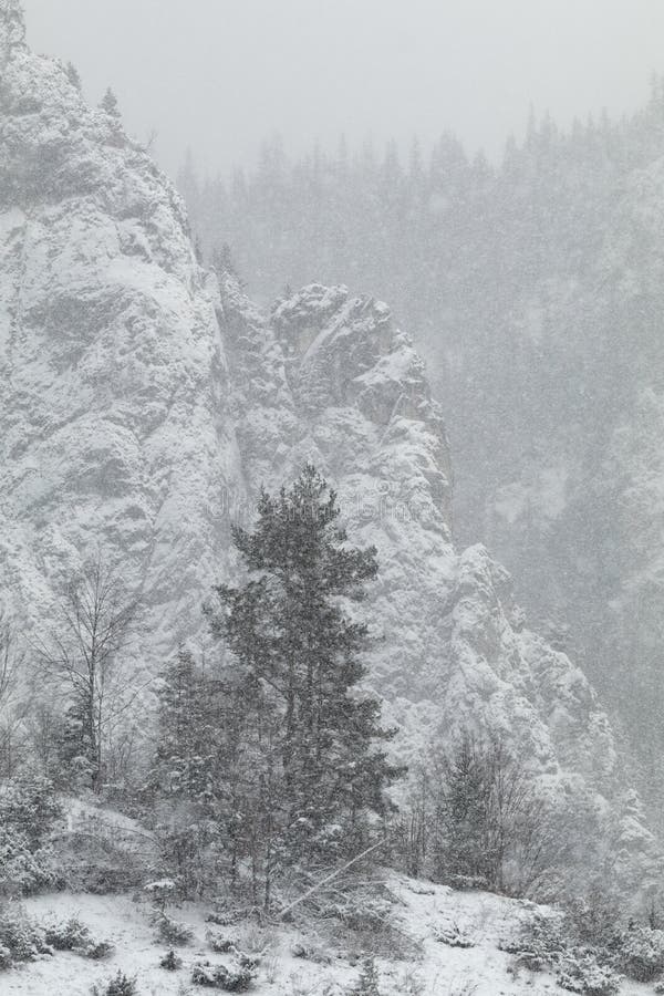 Heavy Snow Storm into the Forest Stock Image - Image of snow, cold ...