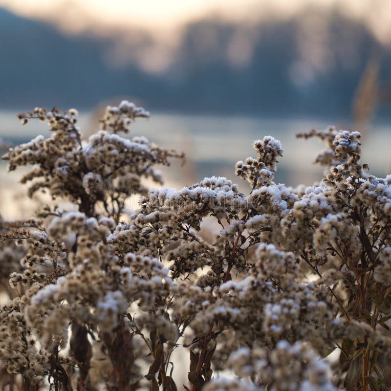 Cold Winter Day on the Lake Side Stock Photo - Image of winter, side ...