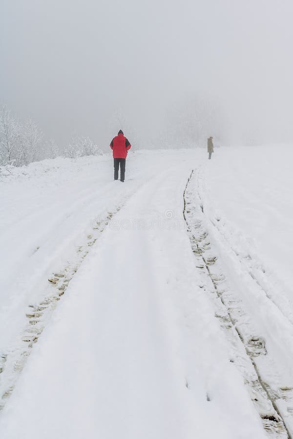 On the paths of winter stock image. Image of plant, frost - 238641237