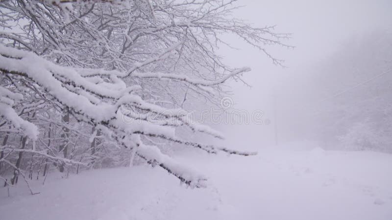 A Cold Winter Day with Snow, Wind and Fog Stock Footage - Video of ...
