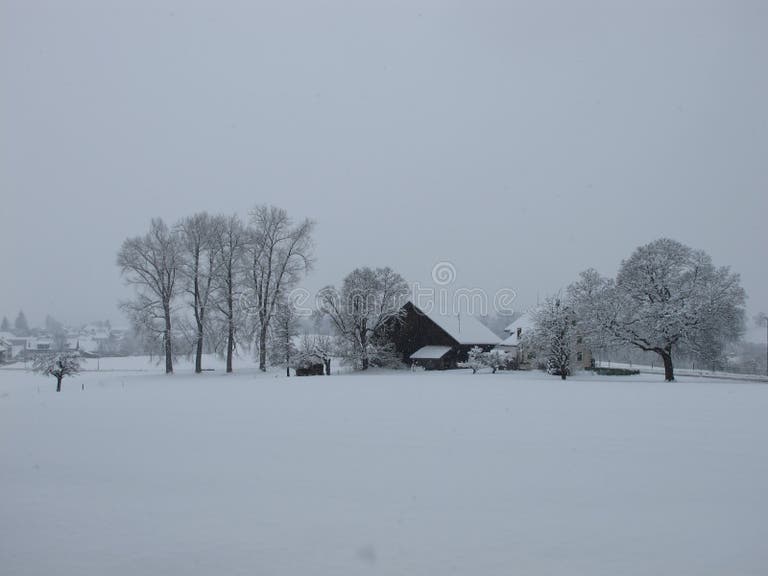 Cold Winter Day, Snowfall, Farm and Trees Stock Photo - Image of zurich ...