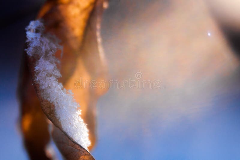 Cold Winter Day on the Sun and Frozen Leaves Stock Photo - Image of ...