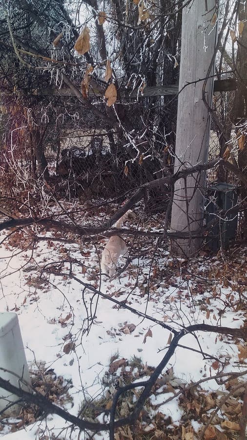 Winter cat stock image. Image of twig, reflection, winter - 106756485