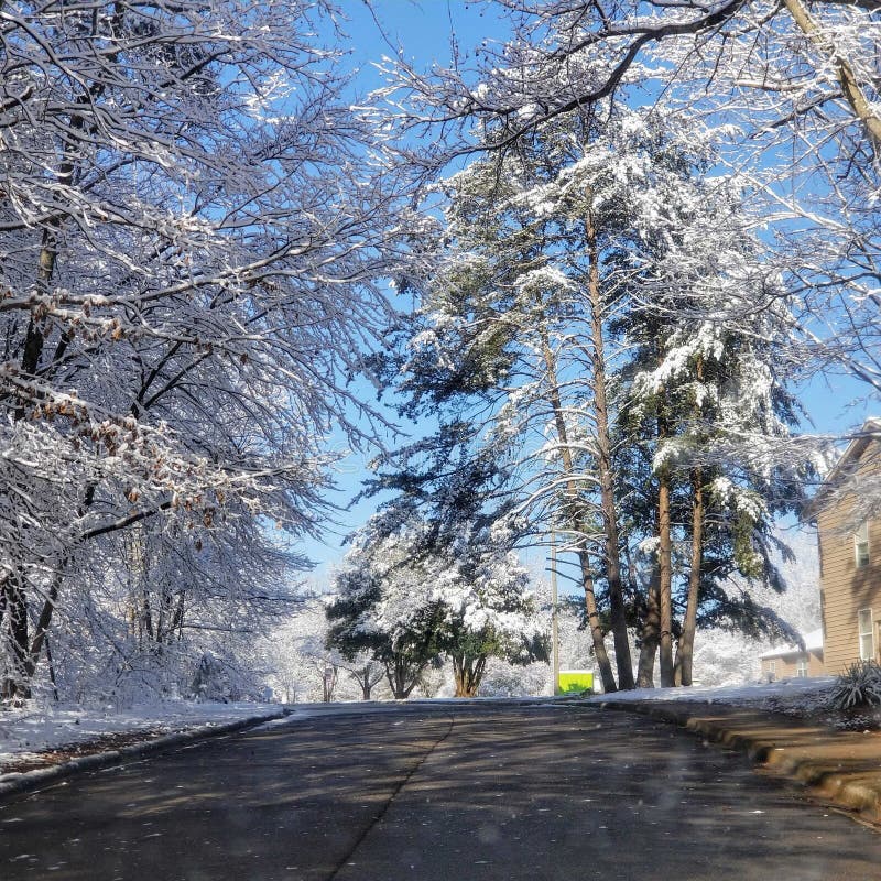 Cold winter days stock image. Image of flower, forest - 198537545