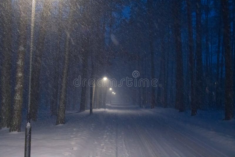 Cold Winter in a Forest with a Blizzard Stock Image - Image of frost ...