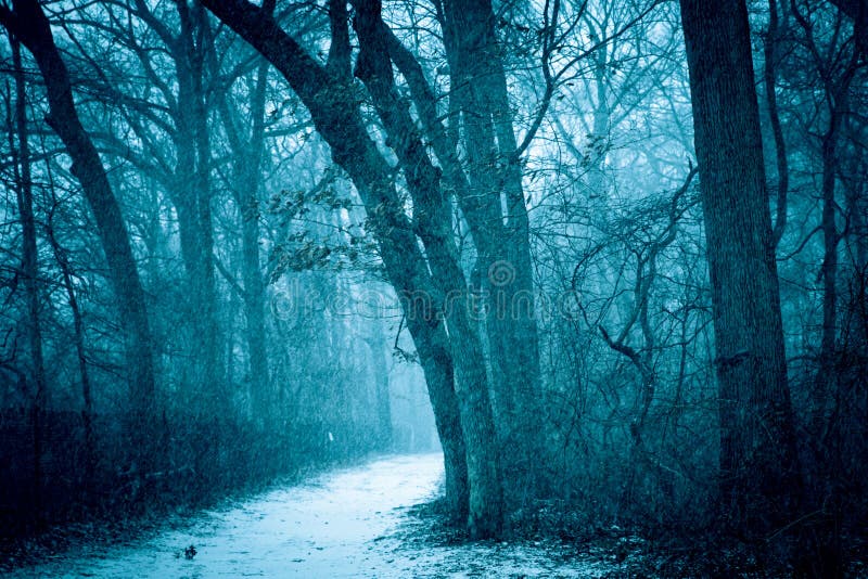 Cold Winter Forest with Snow and Path through Trees. Stock Photo ...
