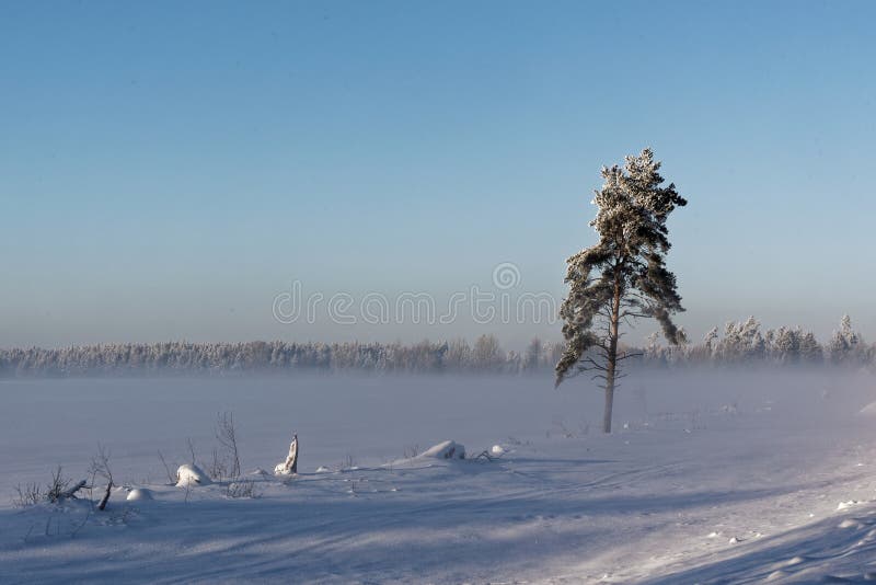 Cold stock photo. Image of winter, arctic, frozen, clearing - 137833162