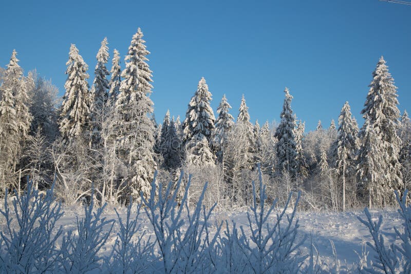 Cold and Winter Landscapes with Snow in Russia Stock Photo - Image of ...