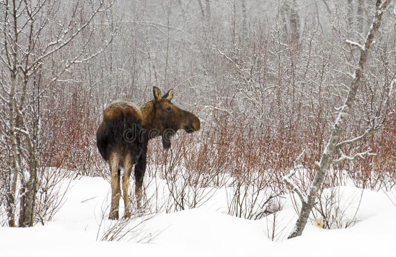 Cold Winter for Moose stock photo. Image of cervid, moose - 13082150