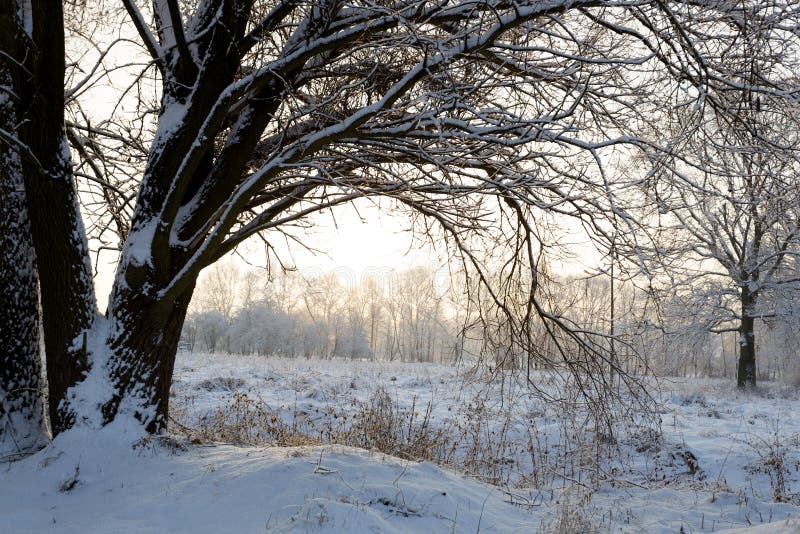 Cold Winter Morning in the Forest Stock Image - Image of snow, frozen ...
