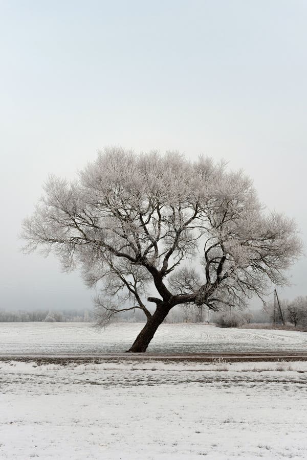 Cold Winter Morning Landscape with a Road and Lonely Tree Stock Photo ...