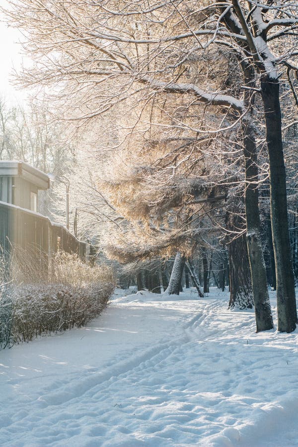 Cold Winter Morning in Snowy Park. Stock Photo - Image of season, scene ...