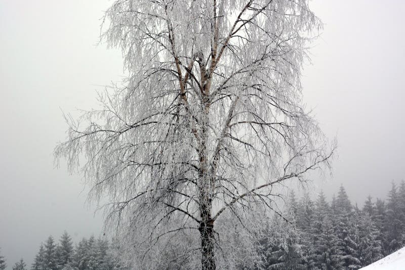 The Tree Covered with Ice in the Cold Night Stock Photo - Image of ...