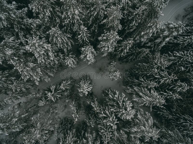 Cold Winter in the Northern Forest. Aerial View Stock Photo - Image of ...