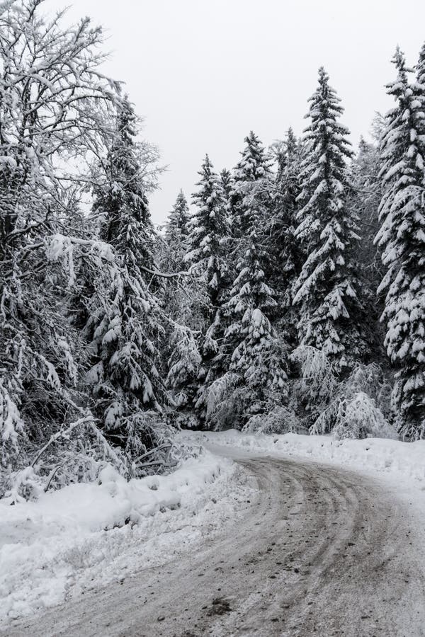 Cold Winter Road stock photo. Image of icey, snowy, trees - 36123334