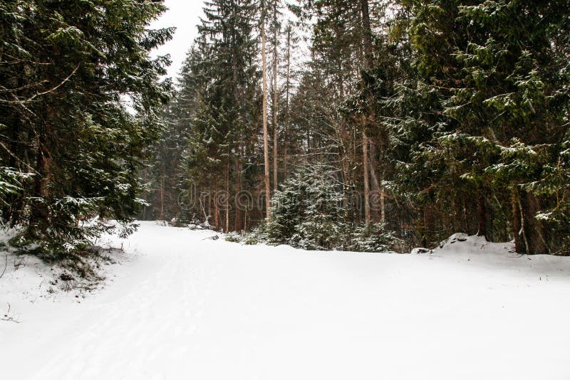 Cold Winter Season Forest Landscape during Snowfall. Stock Image ...